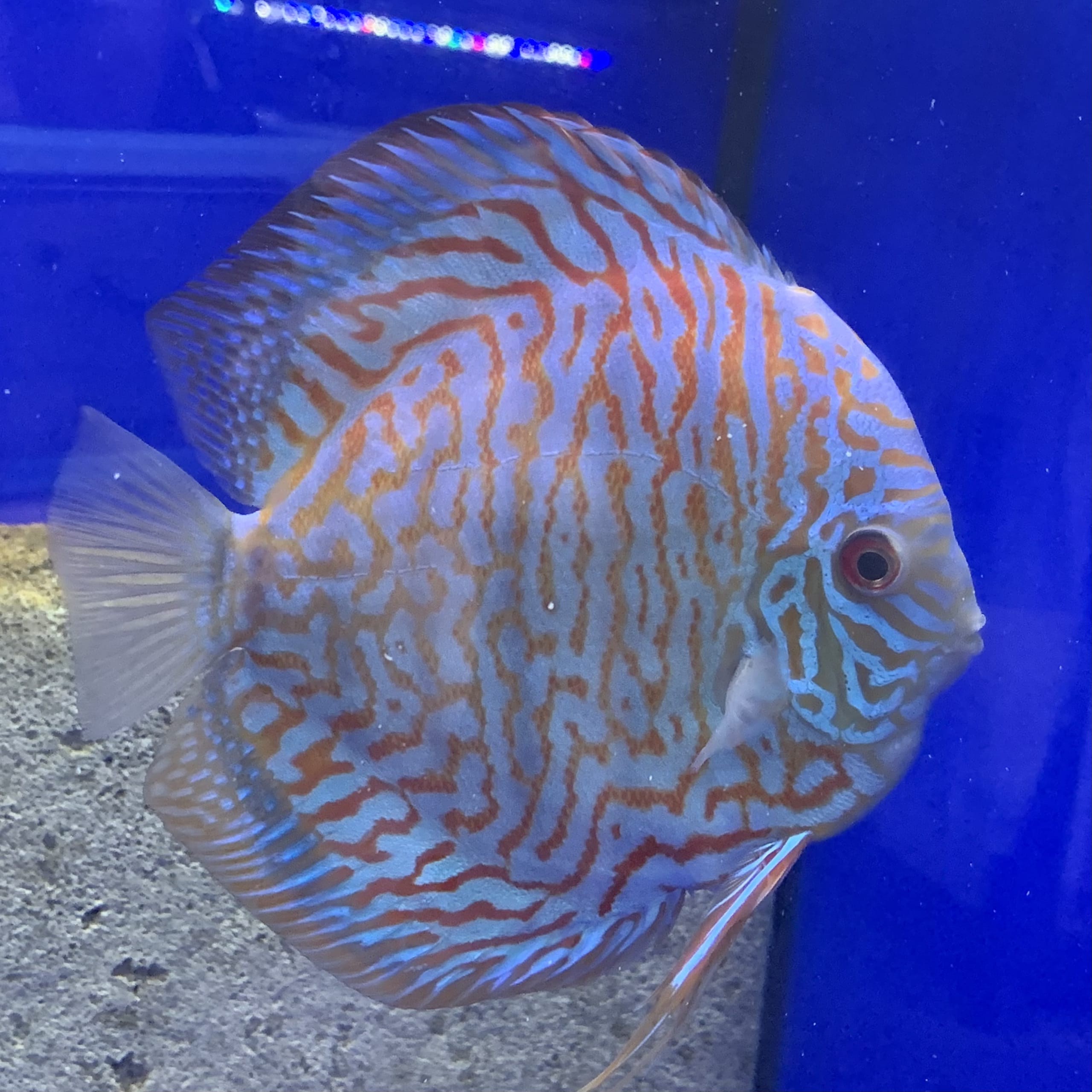White Tiger Turquoise Pair - OzDiscus
