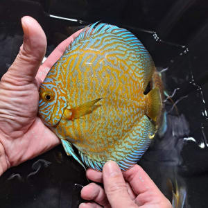 Discus Farms - OzDiscus