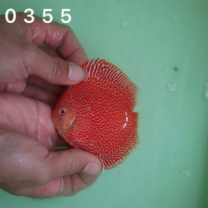 Discus Farms - OzDiscus