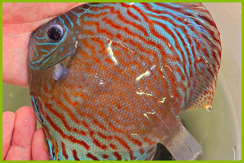 Categories - OzDiscus