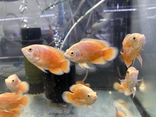 Albino Red Oscars 8/9cm - OzDiscus