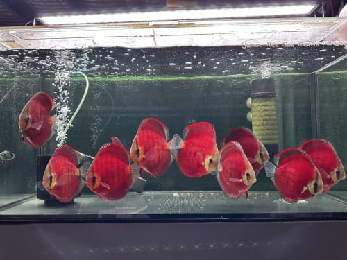 Super Red San Merah black rim 11/12cm BO - OzDiscus