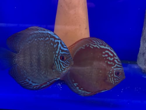 Red Alenquer Pair - OzDiscus