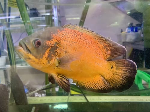 Copper Oscars 15/16cm - OzDiscus