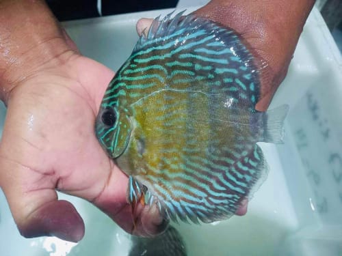 Wild Curuai Lago Grande 12cm BO - OzDiscus