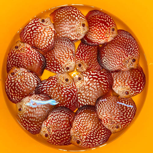 Red Eagles 7/8 cm BO - OzDiscus