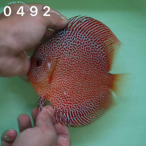 Eruption 11/12cm BO - OzDiscus