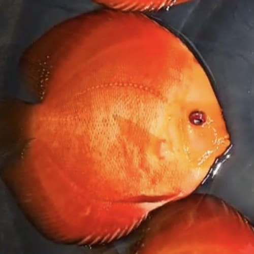 Red Golden Diamond 11/12cm BO - OzDiscus