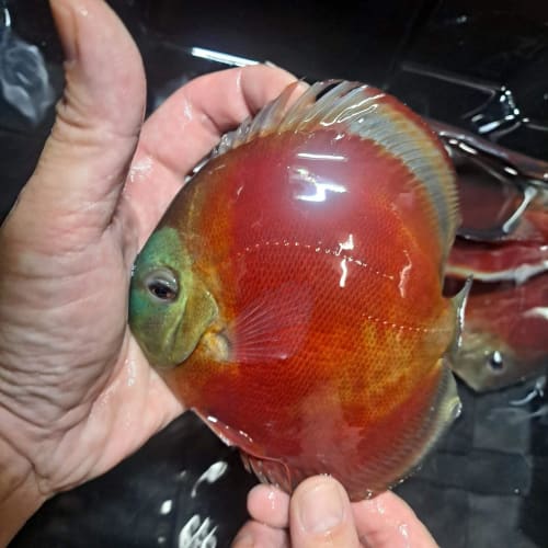 Red Cover Blue Rim 11/12cm BO - OzDiscus