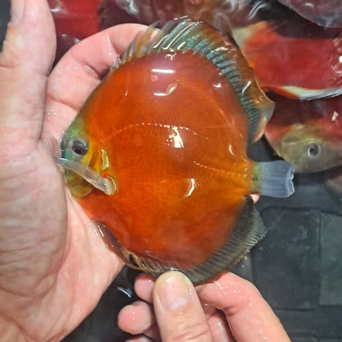 Red Cover Blue Rim 11/12cm BO - OzDiscus