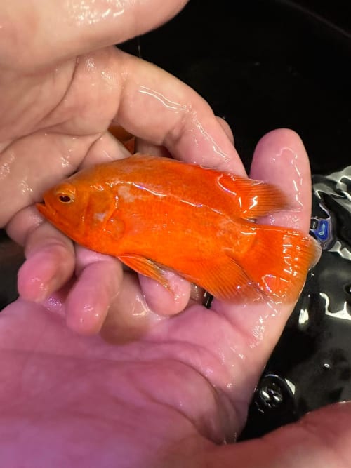 Albino Super Red Chilli Oscars 8/9cm - OzDiscus