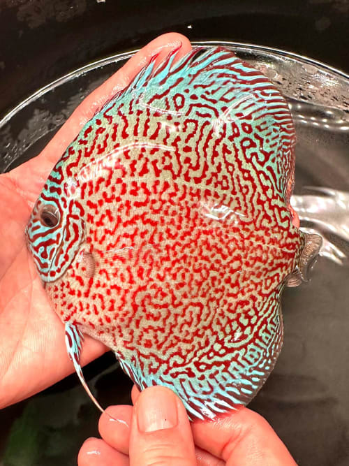 Show Fish Leopard Panthera 9/10cm BO - OzDiscus