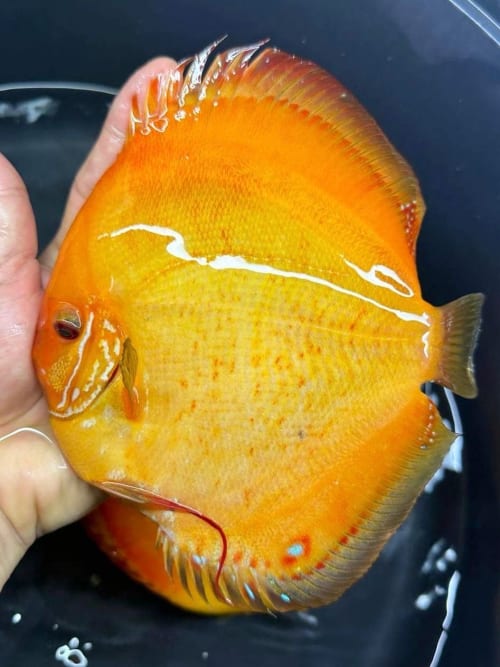 Lemon Yellow 13/14cm BO - OzDiscus