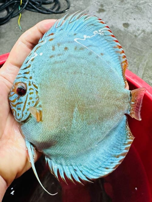 Cobalt 13/14cm BO - OzDiscus