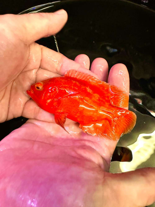 Albino Super Red Chilli Oscars 8/9cm - OzDiscus