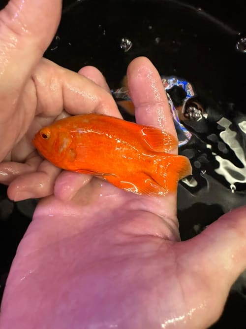 Albino Super Red Chilli Oscars 8/9cm - OzDiscus