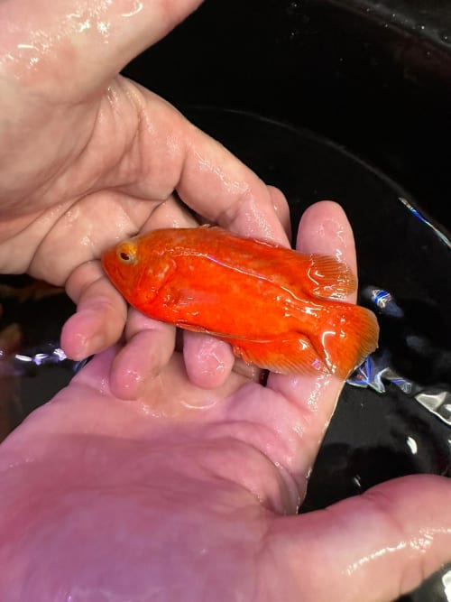 Albino Super Red Chilli Oscars 8/9cm - OzDiscus