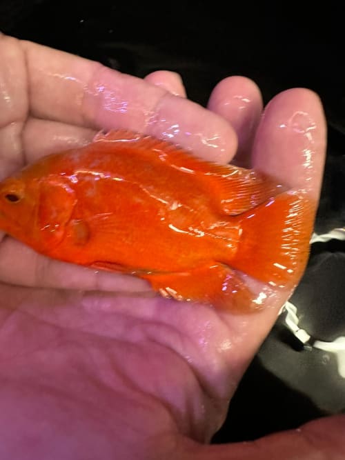 Albino Super Red Chilli Oscars 8/9cm - OzDiscus