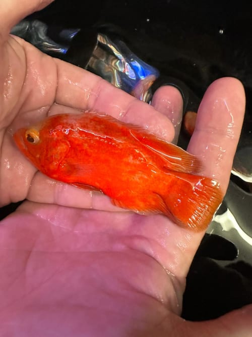 Albino Super Red Chilli Oscars 8/9cm - OzDiscus