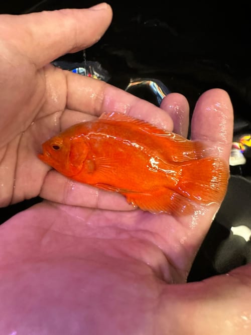 Albino Super Red Chilli Oscars 8/9cm - OzDiscus