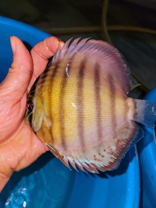 Tefe Green 11/12cm BO - OzDiscus