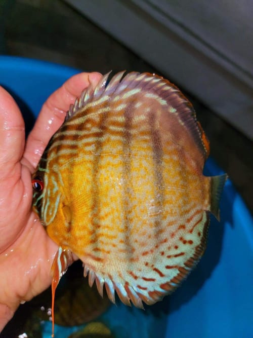 Tefe Green 11/12cm BO - OzDiscus