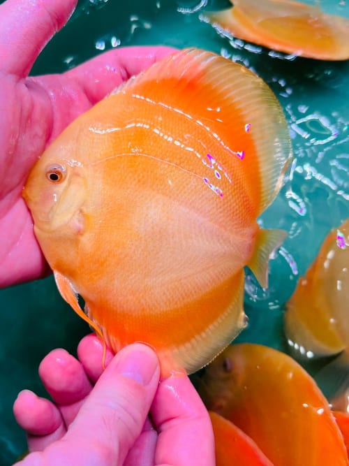 Albino Allencer 11/12cm BO - OzDiscus