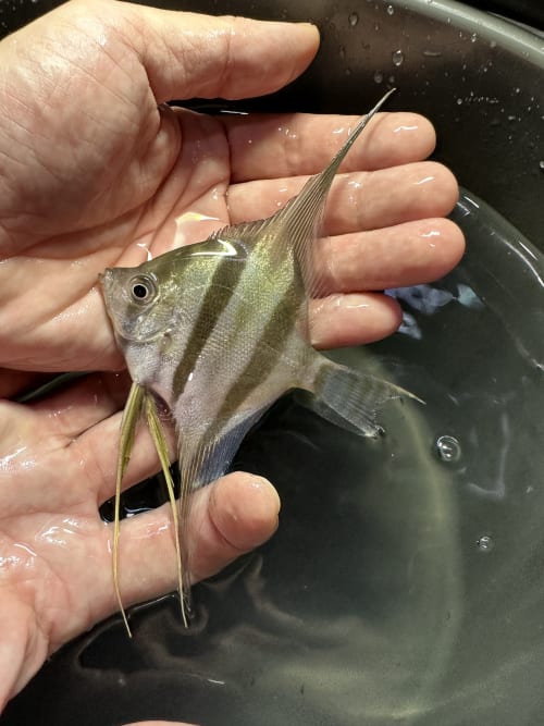 Wild Altum Angel 14-16cm tall. 10-11cm head to tail (San Fillipe ...