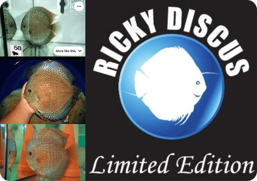 Ricky Discus - OzDiscus