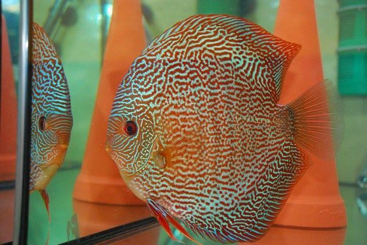 Ricky Discus - OzDiscus