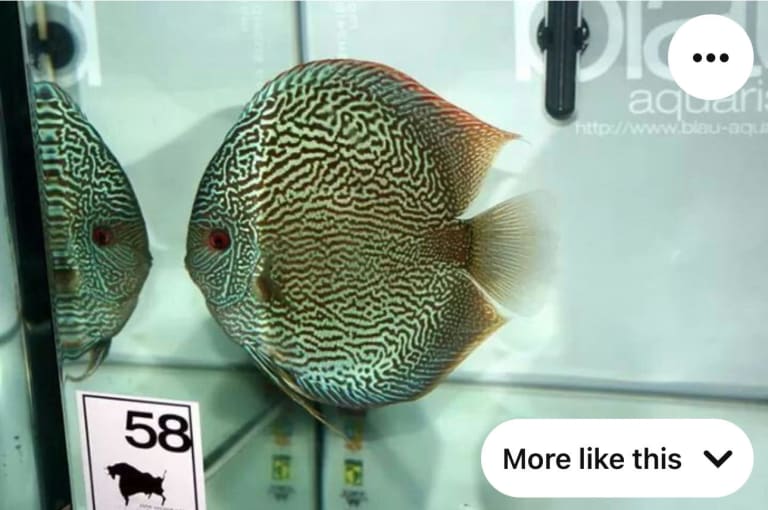 Ricky Discus - OzDiscus