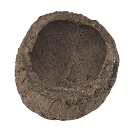 Ourico Pod - Single (large & heavy) (Tannin Jungle Pods) - Exotic ...