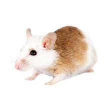 Frozen ASF Rat - Regular Adult (30 - 50g) (Frozen African Soft Fur Rats ...