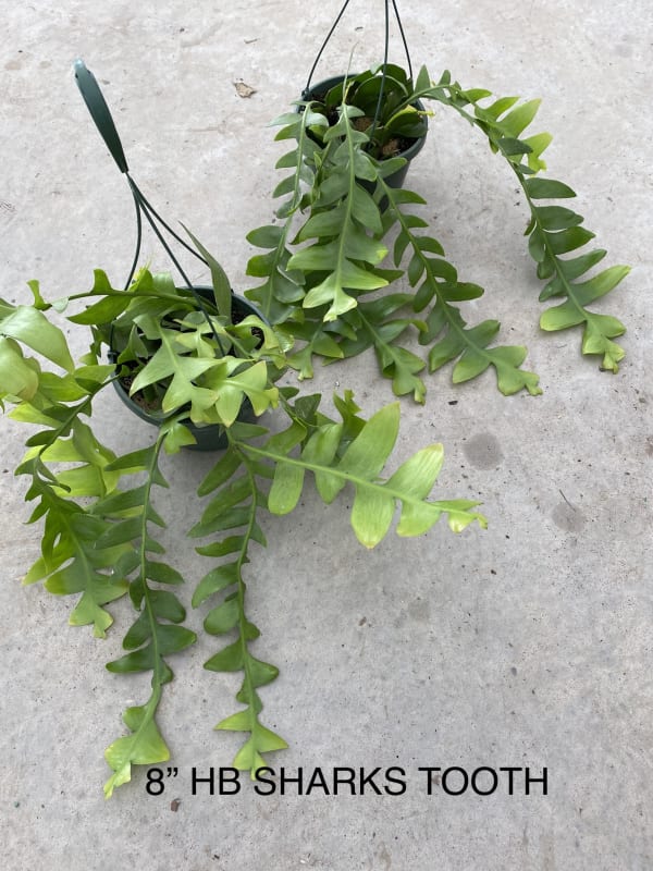 08" CACTUS SHARK TOOTH HANGING BASKET (Hanging Baskets) - East Coast ...