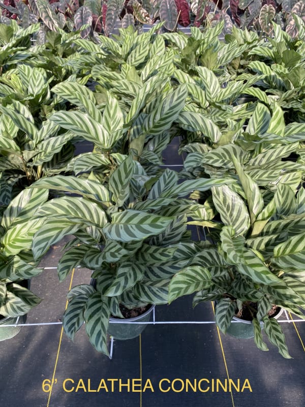 06' CALATHEA CONCINNA (Calathea) - East Coast Tropicals