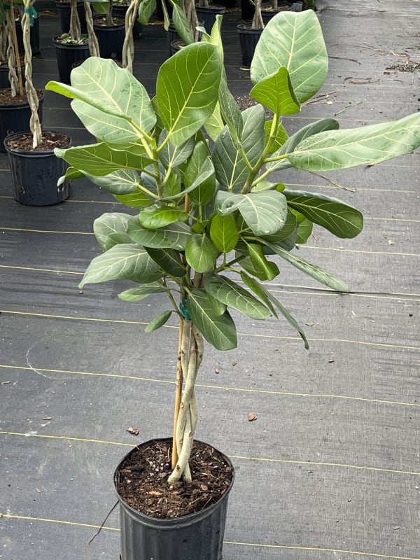 10" FICUS AUDREY BRAID (Ficus) - East Coast Tropicals