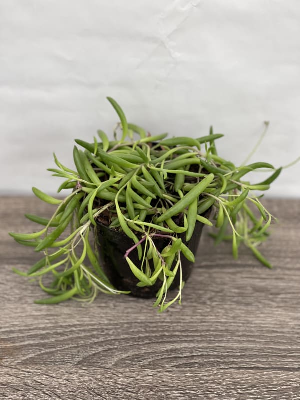 04" STRING OF PICKLES (Strings) - East Coast Tropicals