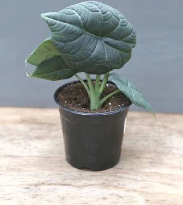 04" ALOCASIA MAHARANI (Alocasia) - East Coast Tropicals