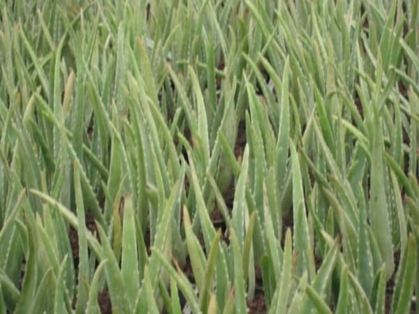 08" ALOE VERA (Cactus & Succulents) - East Coast Tropicals