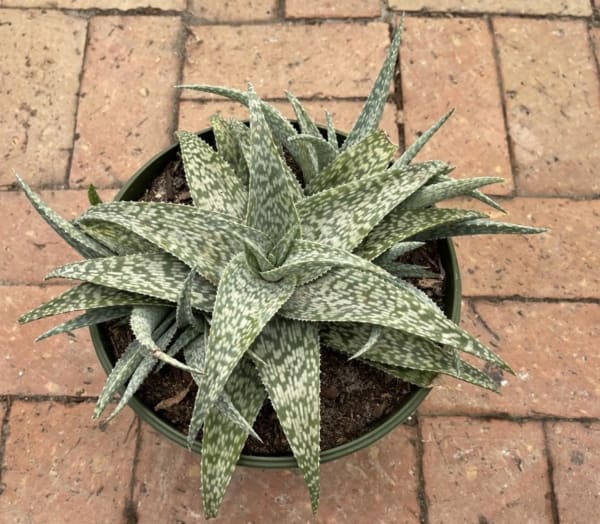 08" ALOE WHITE FOX (Cactus & Succulents) - East Coast Tropicals