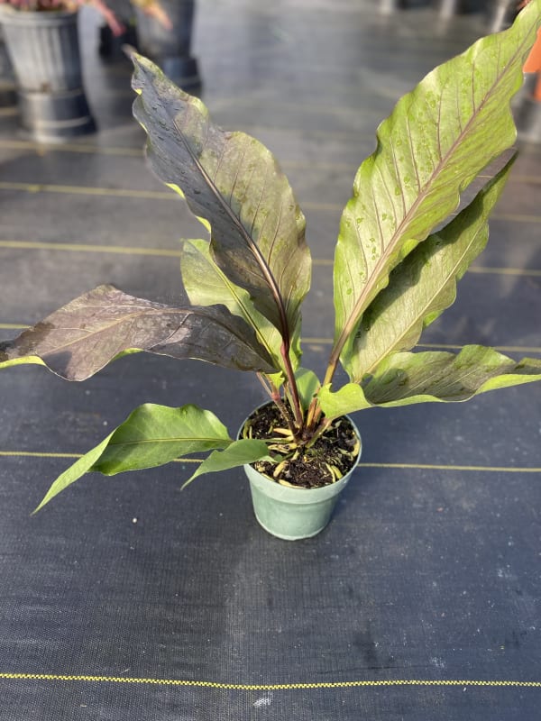 06" ANTHURIUM BIG RED (Anthurium) - East Coast Tropicals