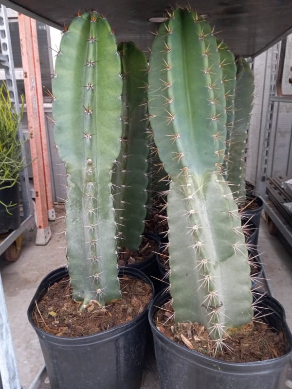 08' CACTUS CEREUS PERUVIANUS (Cactus & Succulents) - East Coast Tropicals