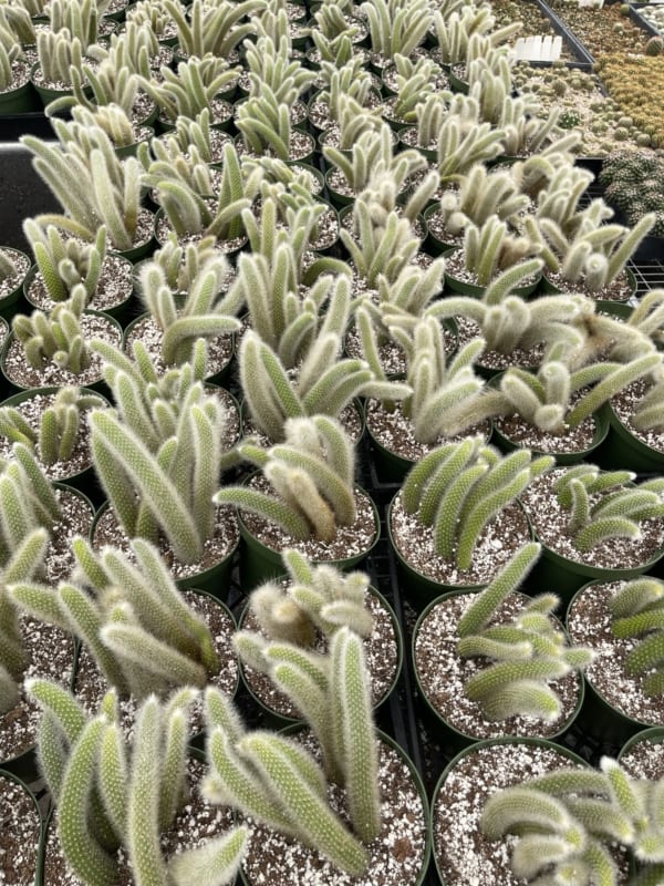 06" CACTUS FOXTAIL (Cactus & Succulents) - East Coast Tropicals