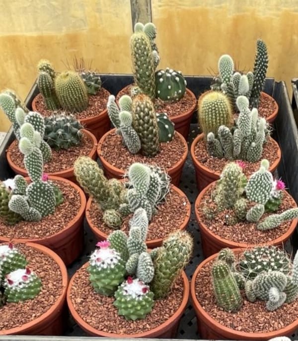 04' CACTUS GARDEN IN CLAY POT (Cactus & Succulents) - East Coast Tropicals