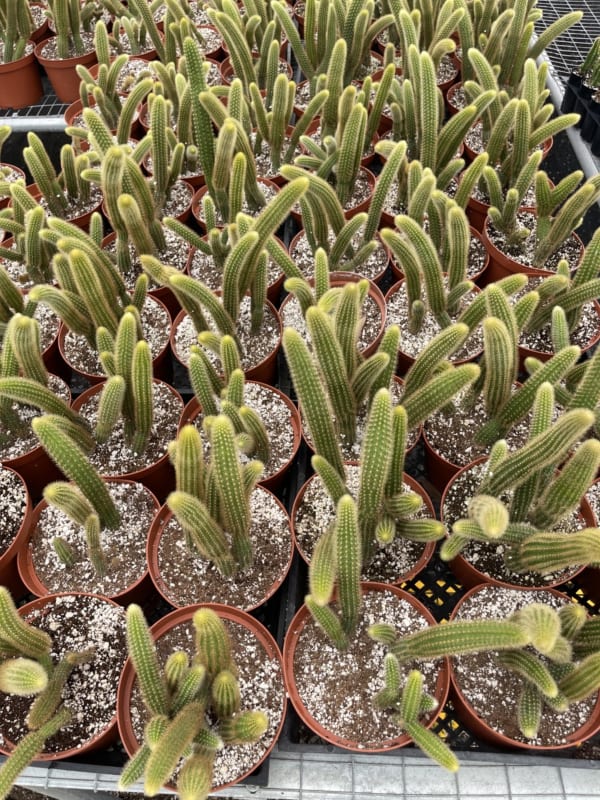 06" CACTUS OLD MAN (Cactus & Succulents) - East Coast Tropicals