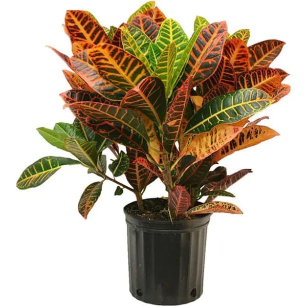 10" CROTON ASSORTED (Crotons) - East Coast Tropicals
