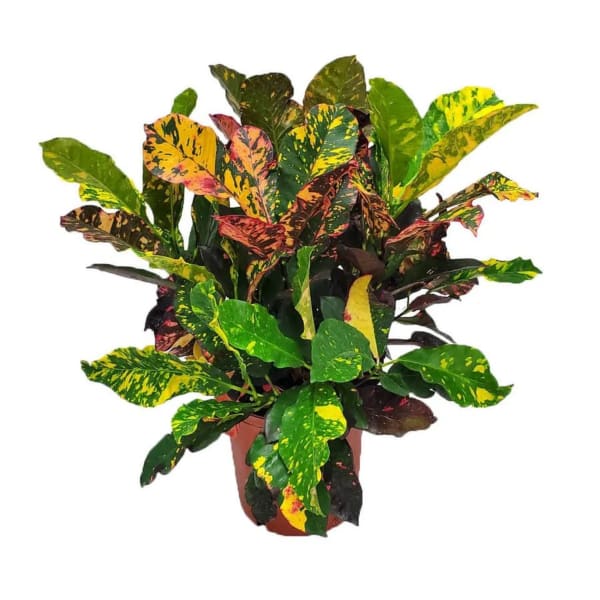 10" CROTON MAGNIFICENT (Crotons) - East Coast Tropicals