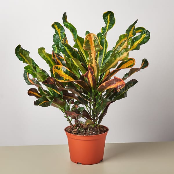 06' CROTON MAMMY (Crotons) - East Coast Tropicals