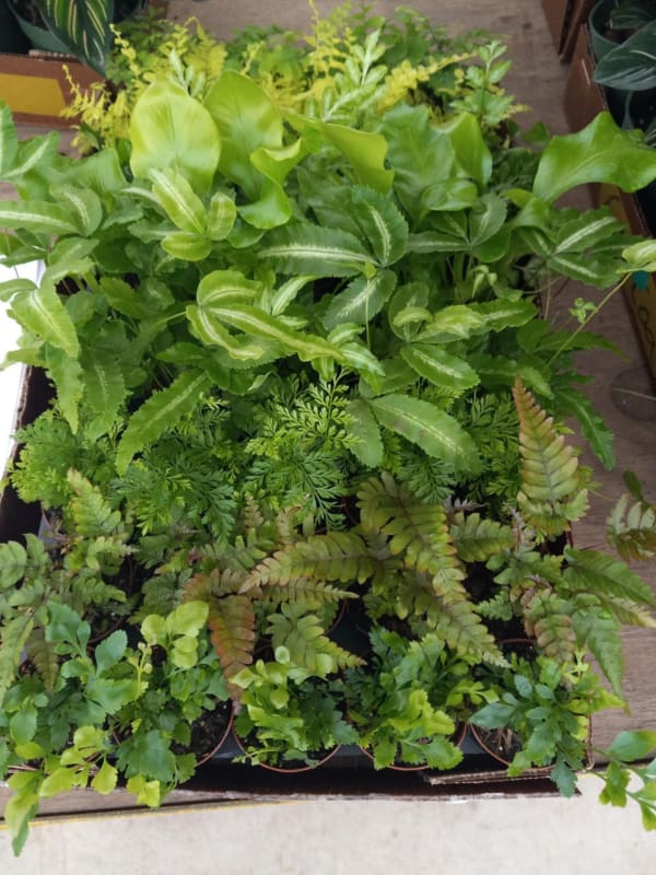03" FERN ASSORTED PACK 56 (Ferns & Moss) - East Coast Tropicals