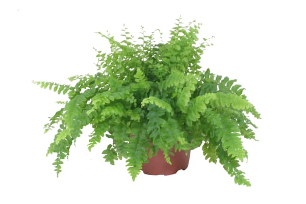 06" FERN DALLAS (Ferns & Moss) - East Coast Tropicals